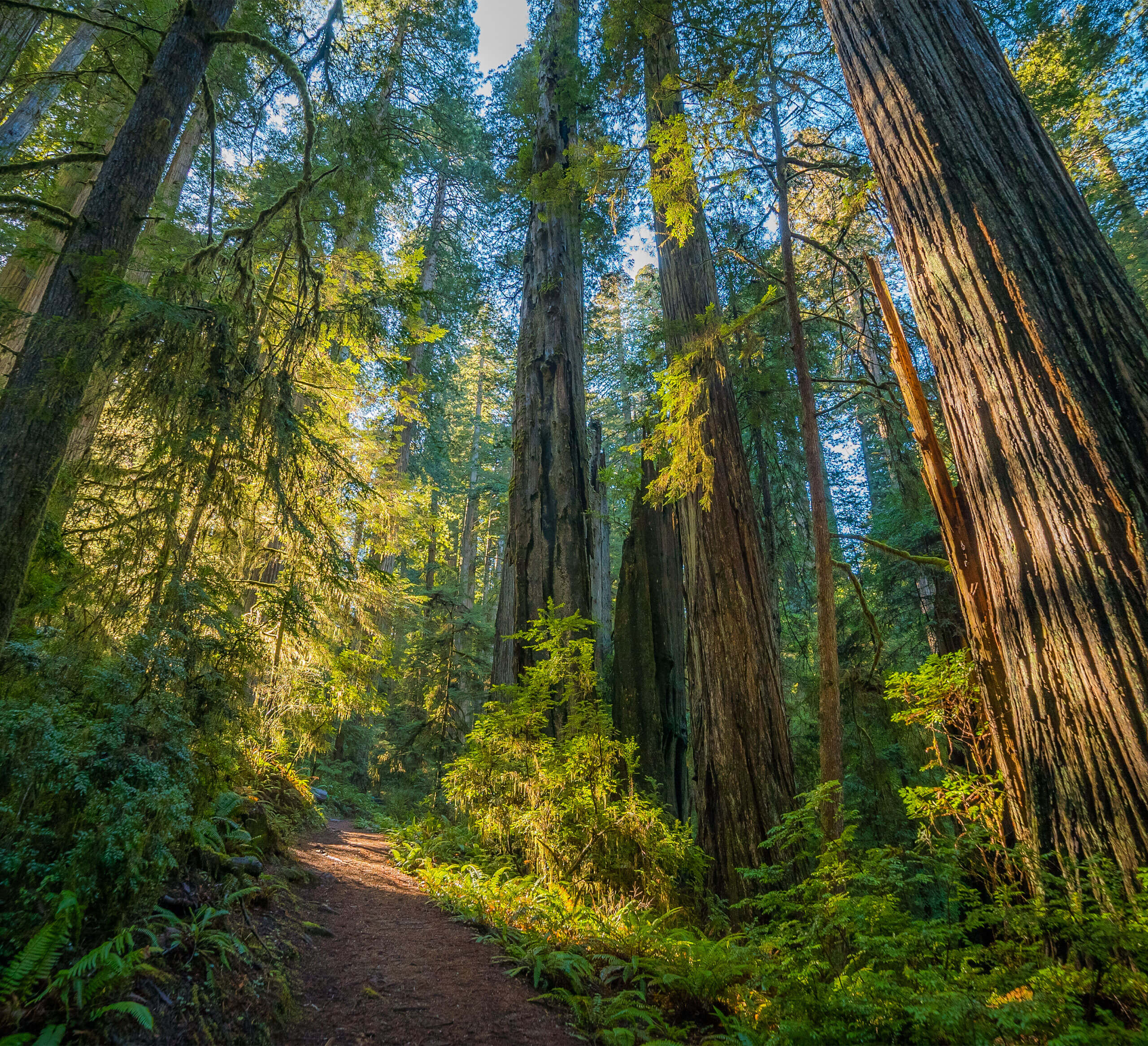 Hermit's Peak and Calf Canyon Fires - Flint Cooper